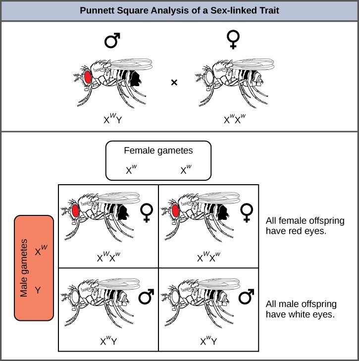 Characteristics And Traits Openstax Biology Course Hero