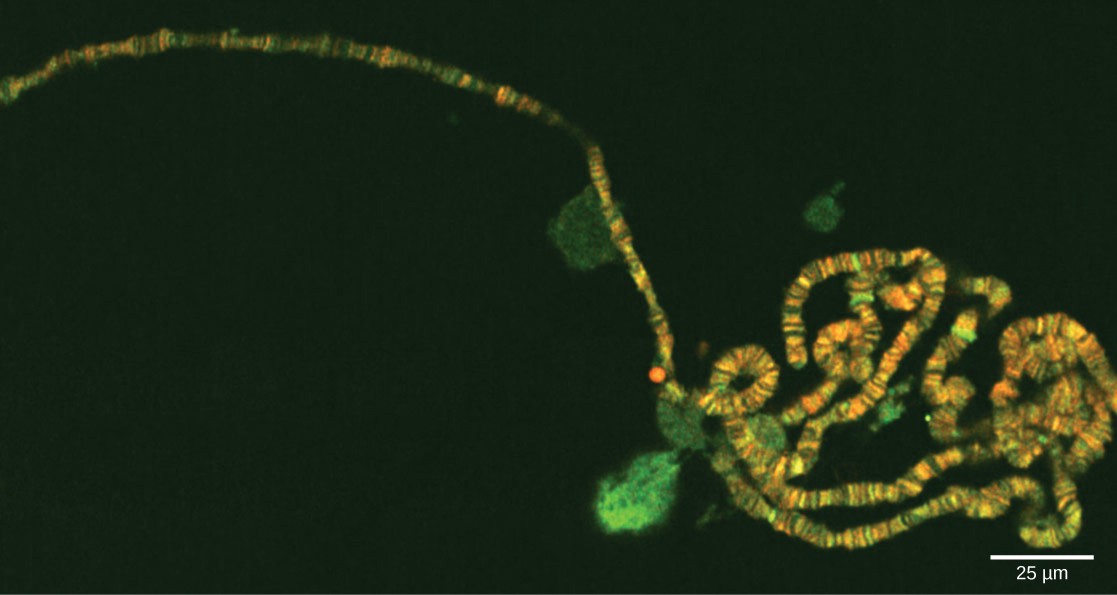 Introduction | OpenStax: Biology | Study Guides Introduction | OpenStax: Biology | Study Guides