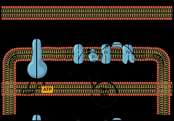 Oxidative Phosphorylation | OpenStax: Biology | Study Guides Oxidative Phosphorylation | OpenStax: Biology | Study Guides